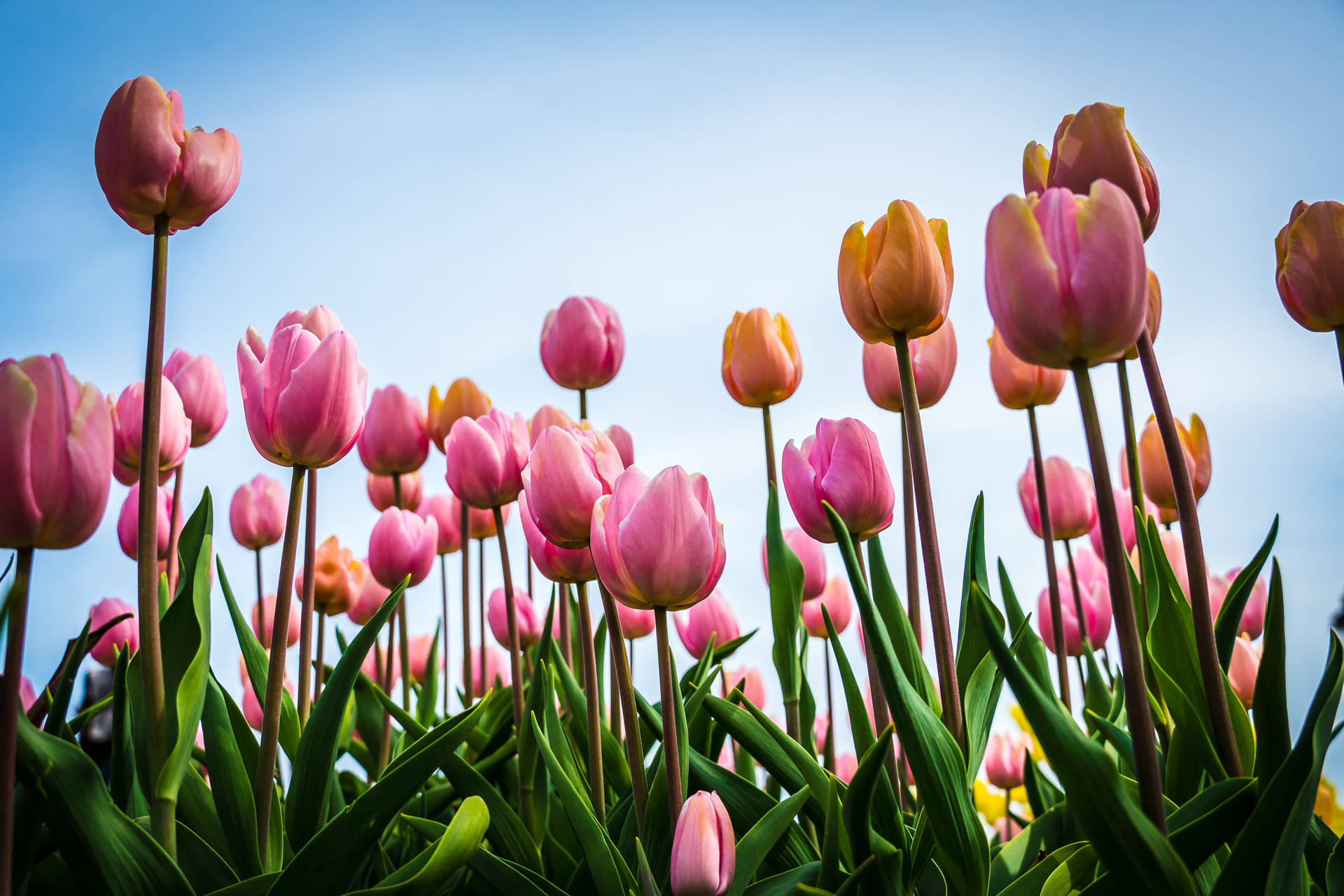 Tulip Wallpaper For Windows 10 Tulip Wallpapers Backiee
