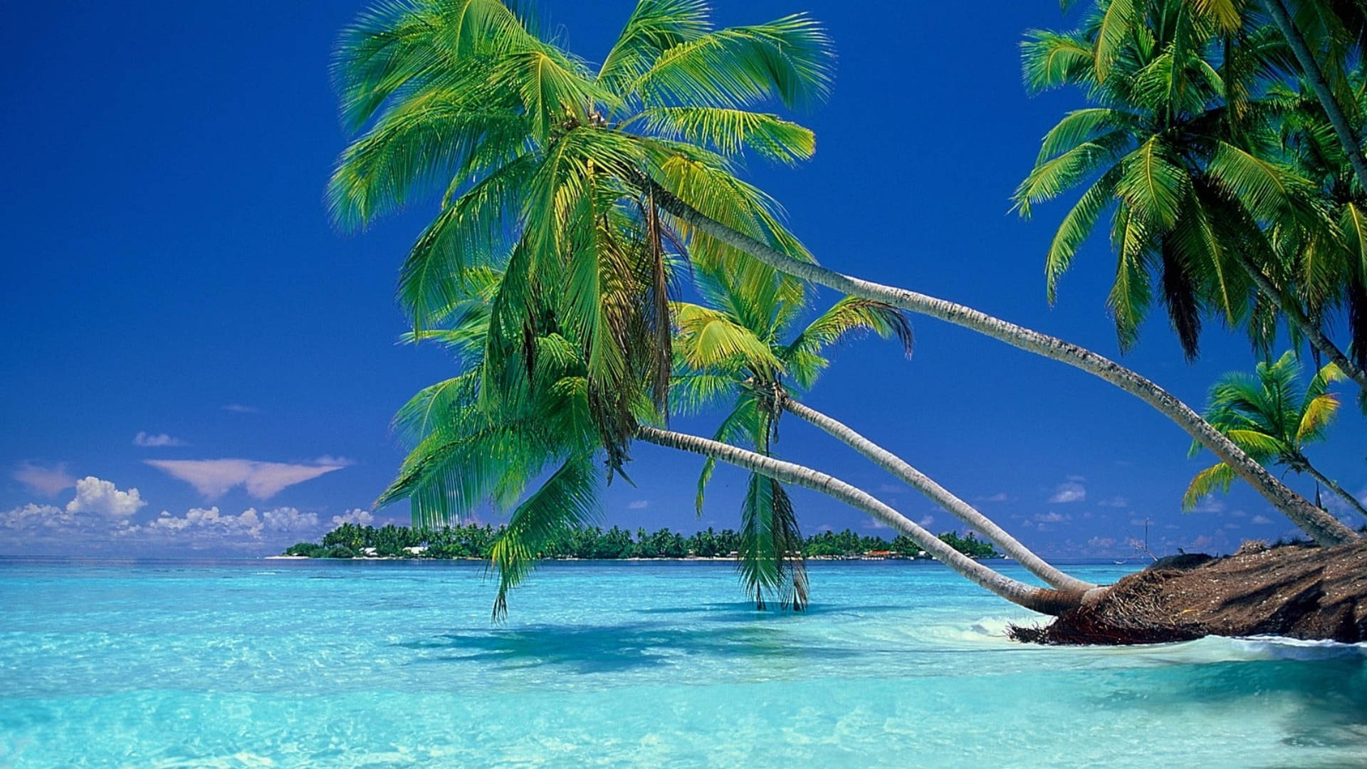 Tropical Paradise Desktop Wallpaper Wallpaper Nature Sea Free Photo