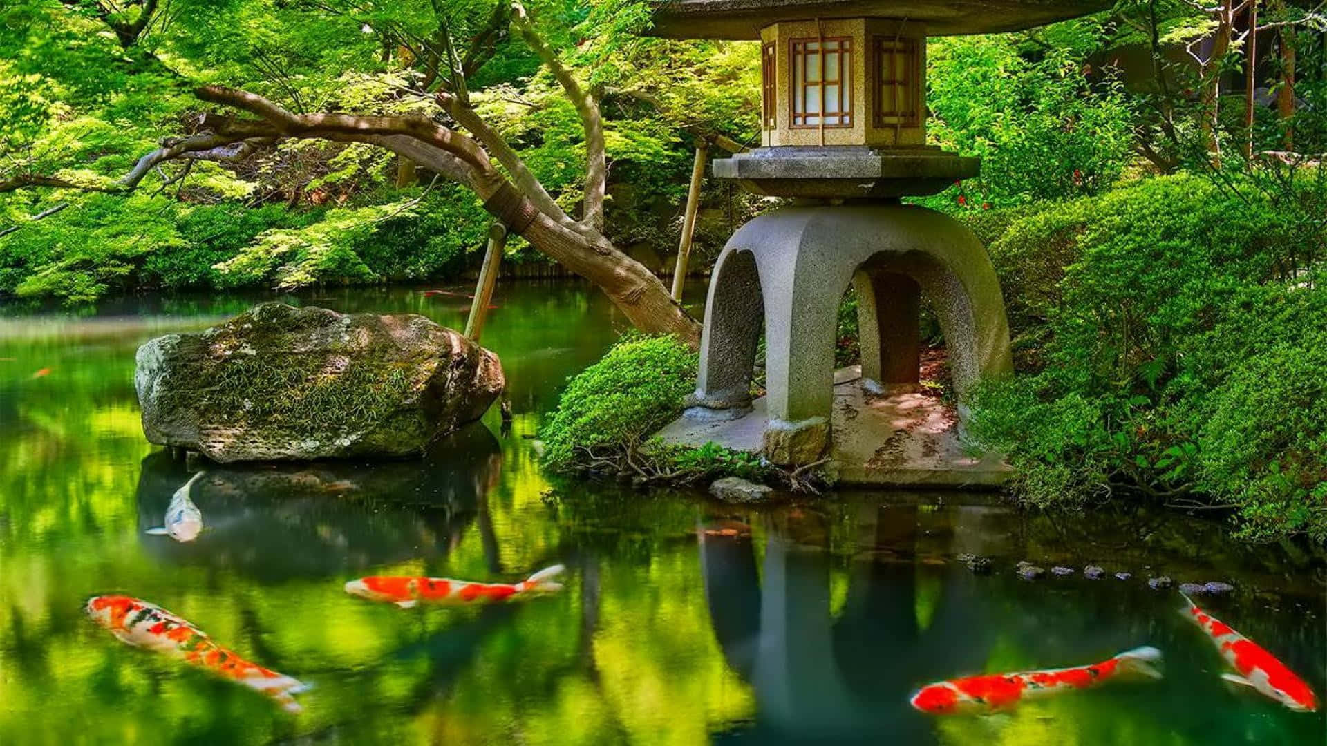 Koi Pond Wallpaper