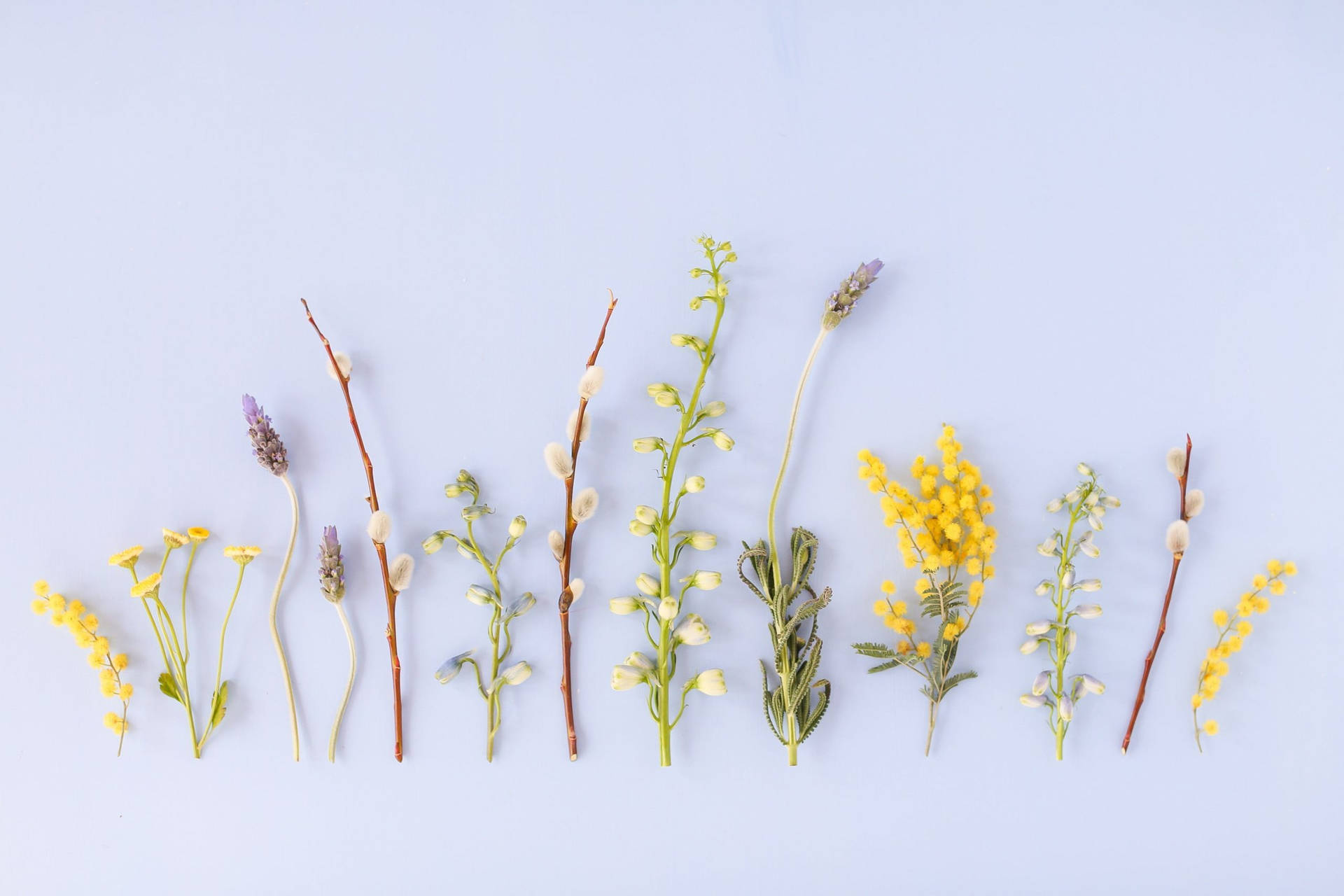 Aesthetic Minimalist Flowers Wallpaper WallpapersOK