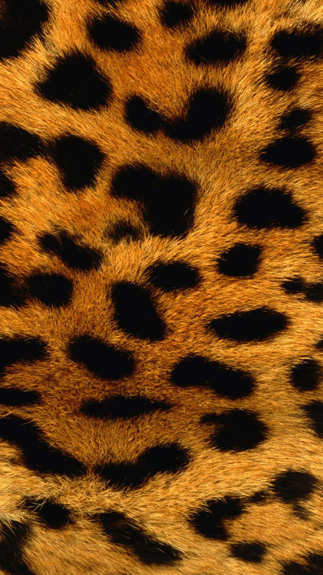 Fondos De Pantalla De Leopardo Hd 1920x1080