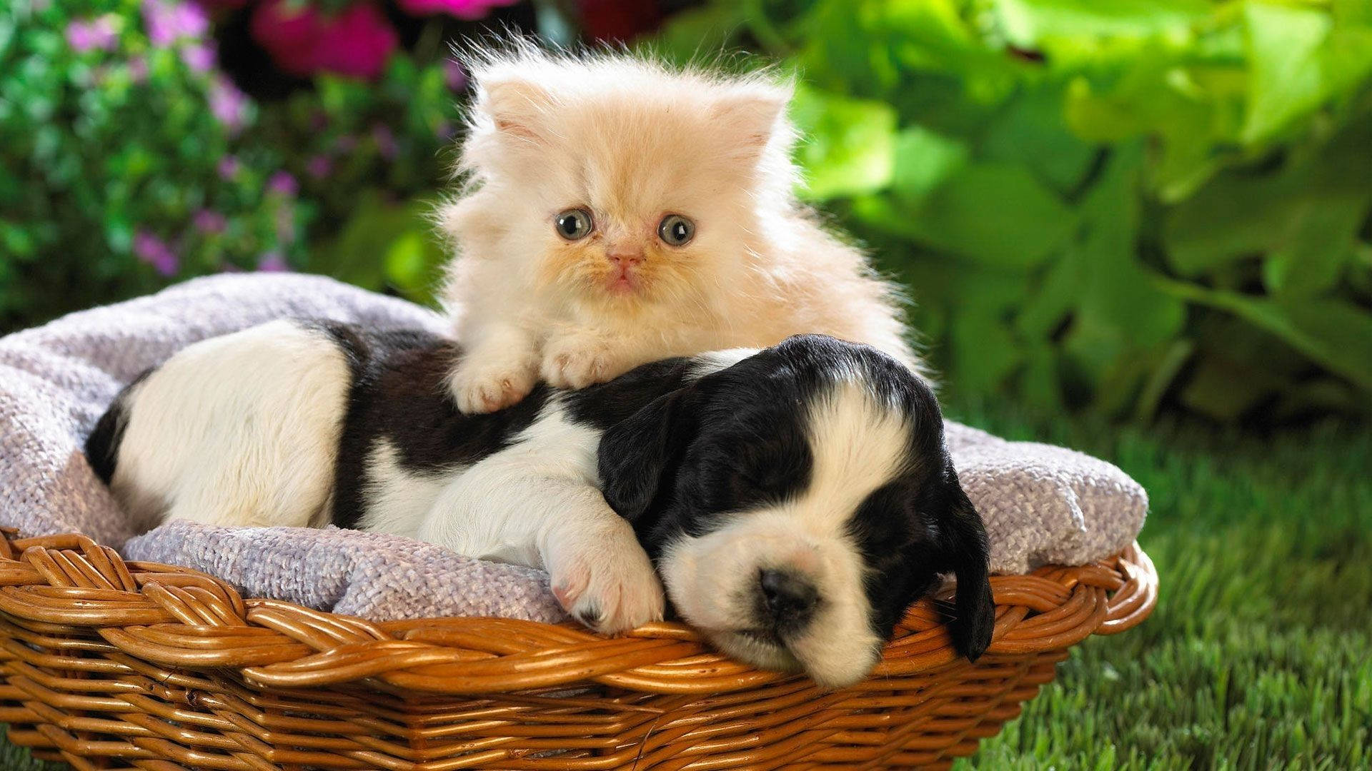 Pictures Of Cute Baby Kittens And Puppies