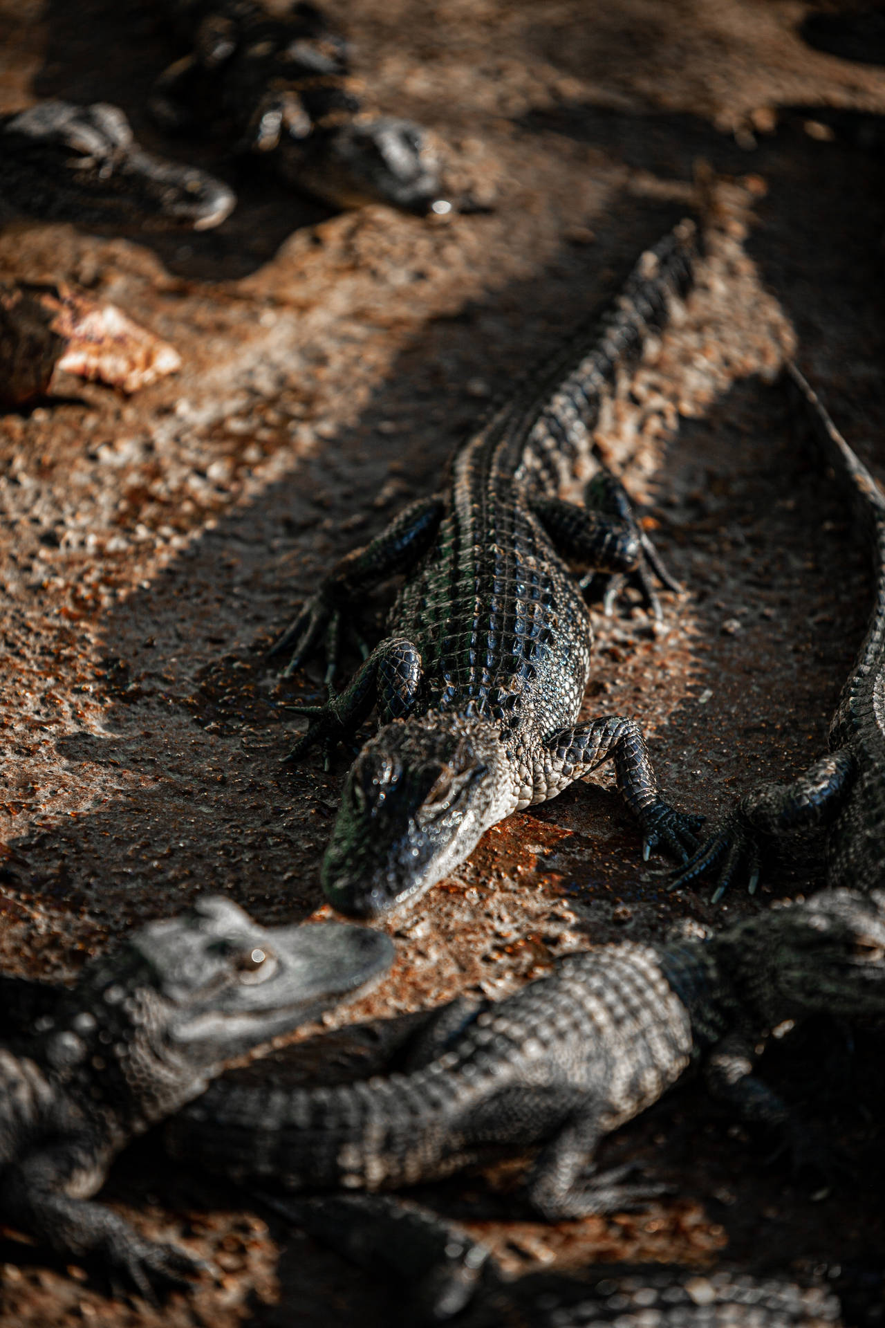 Baby Alligator Wallpaper A Baby Alligator Only Weeks Old Surfaces In A