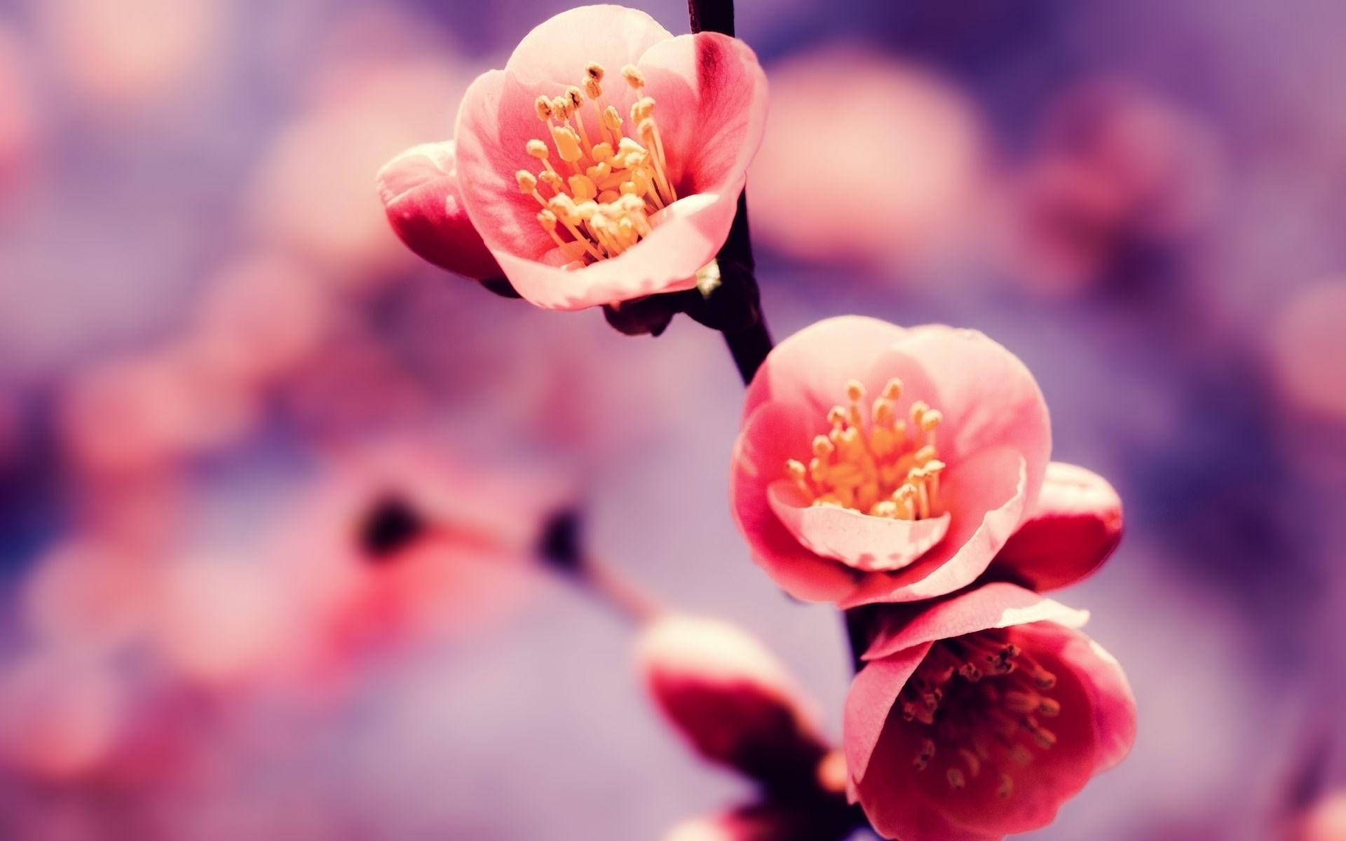 Desktop Hintergrundbild Hd Blumen 100+] 1920x1080 Hd Blume Wallpaper