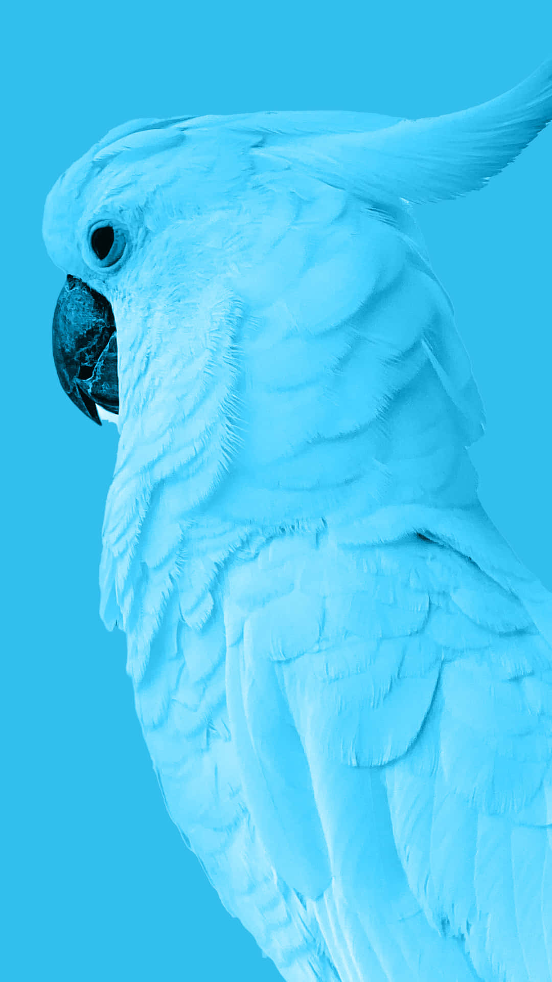 Parrot Blue Sky Wallpapers Parrot Wallpapers 59 Top Free Parrot Images