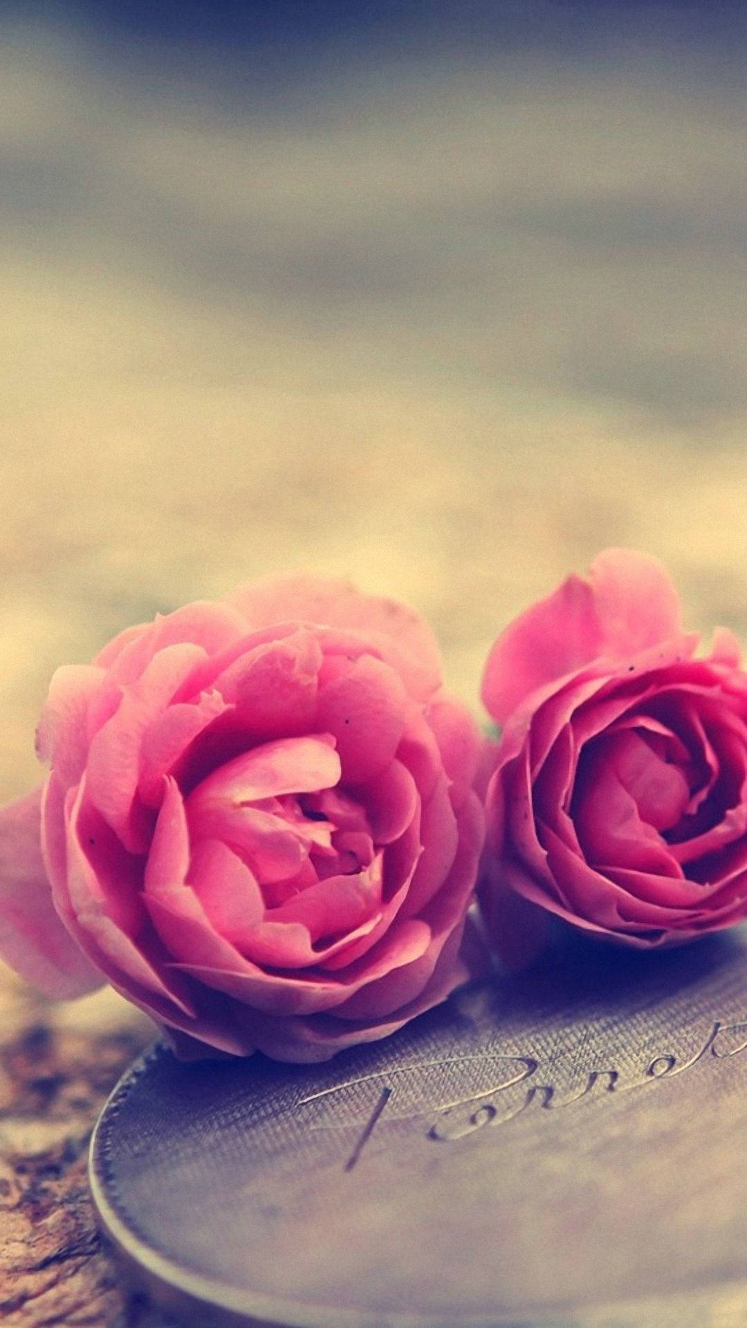 Beautiful Pink Roses Iphone Stunning Pastel Pink Roses Phone Wallpaper