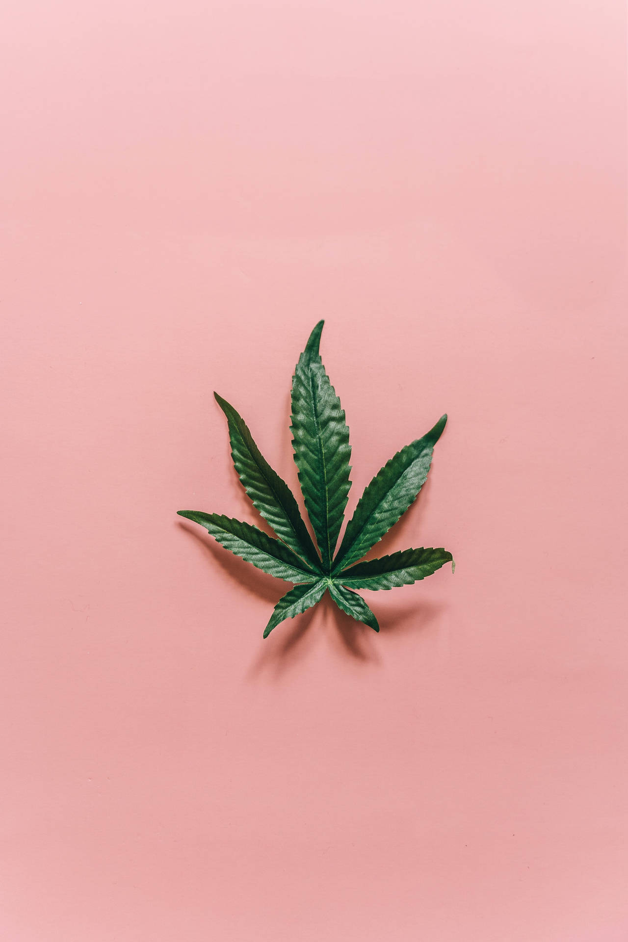 Pink Weed Backgrounds A Cigarette On Pink Surface With Hemp Leaves