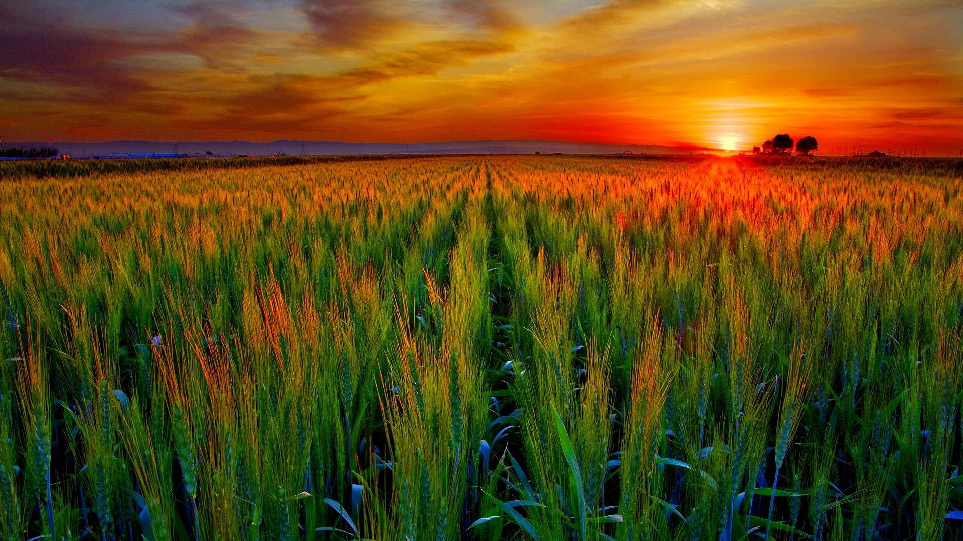 Country Summer Sunset Wallpaper HD Country Summer Sunset Wallpapers