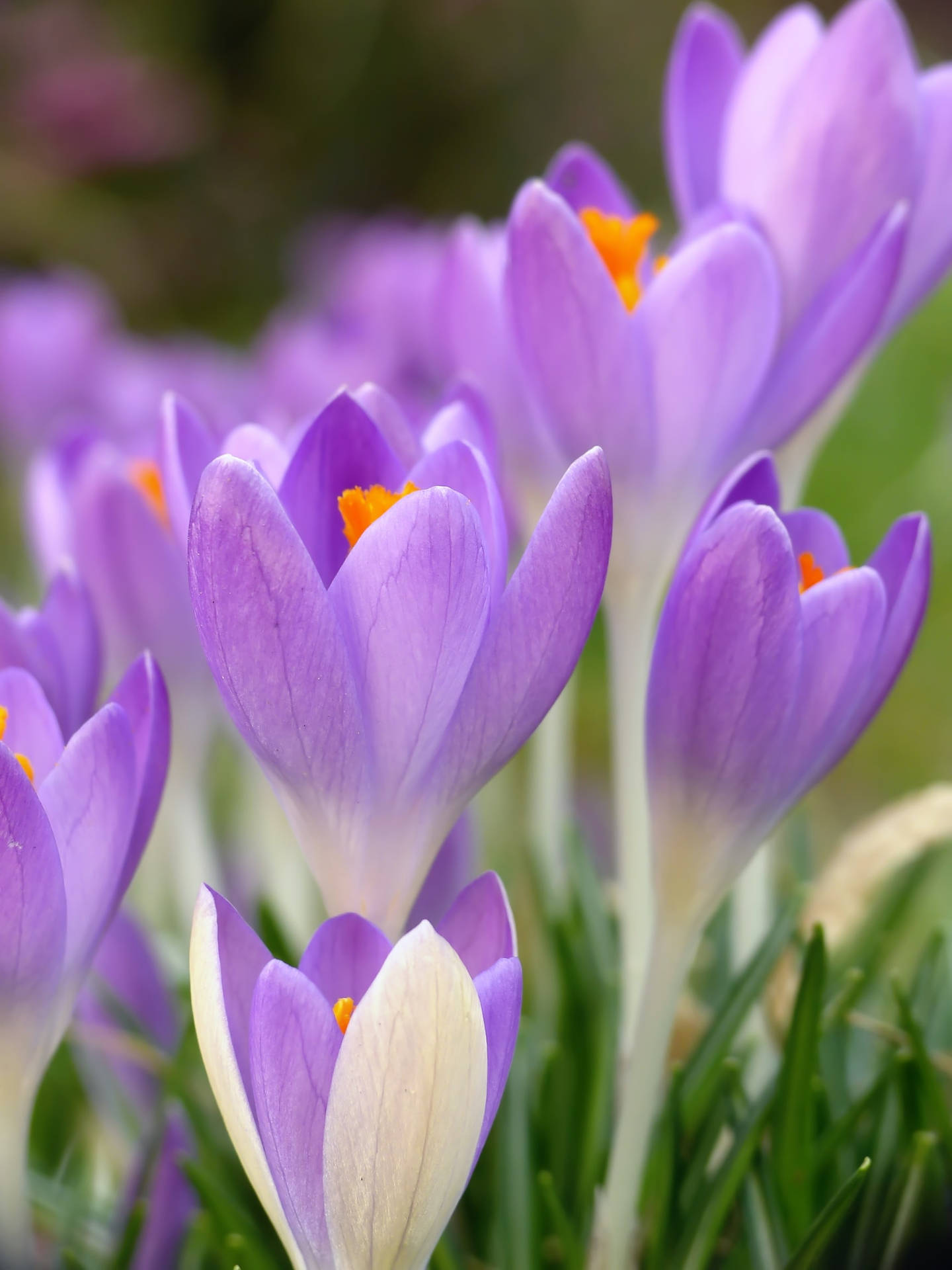 White Crocus Wallpapers Desktop