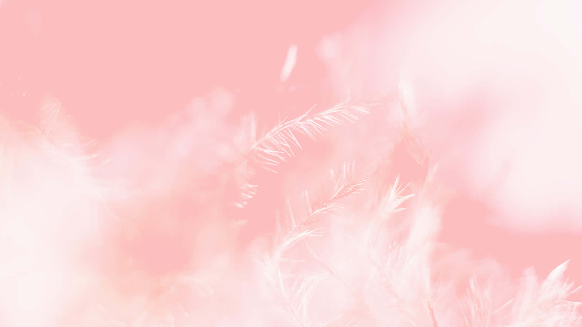 Elegant Pink Wallpaper