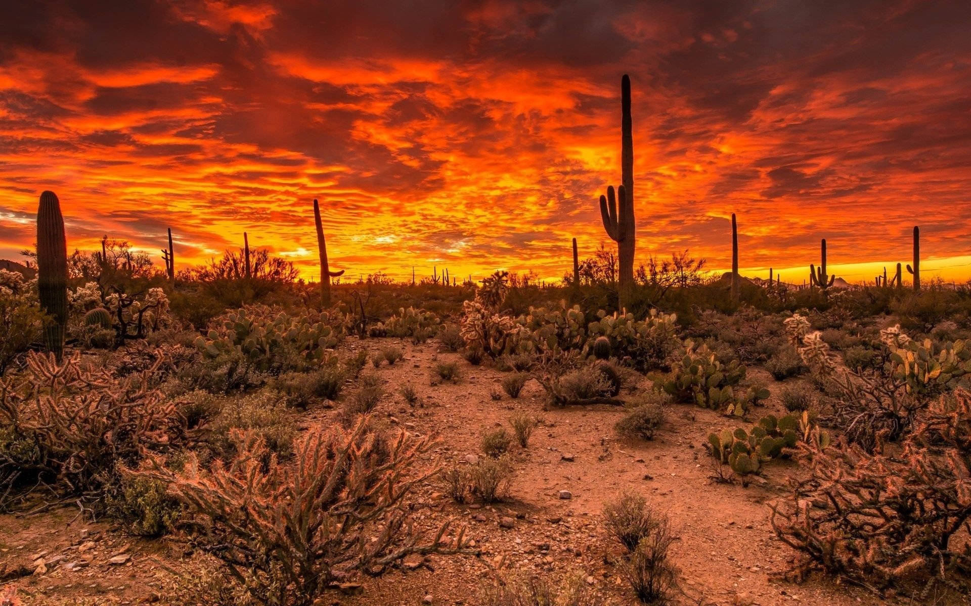 Arizona Desert Wallpapers For Desktop 🔥 Arizona Desert Wallpapers
