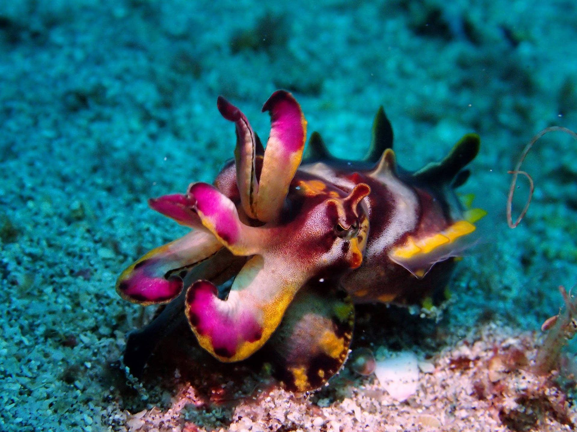 Gif De Seiche Flamboyante Scuba Diving Macro Photography Anilao
