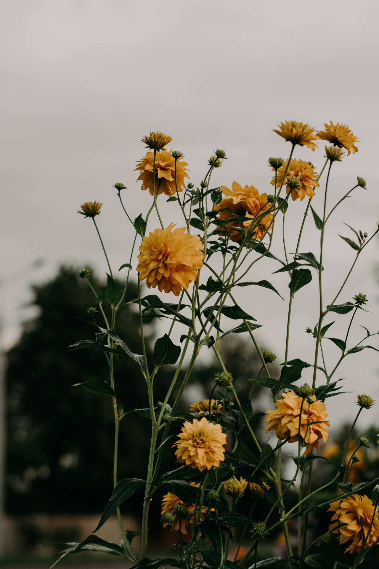 Yellow Floral Wallpaper Tumblr