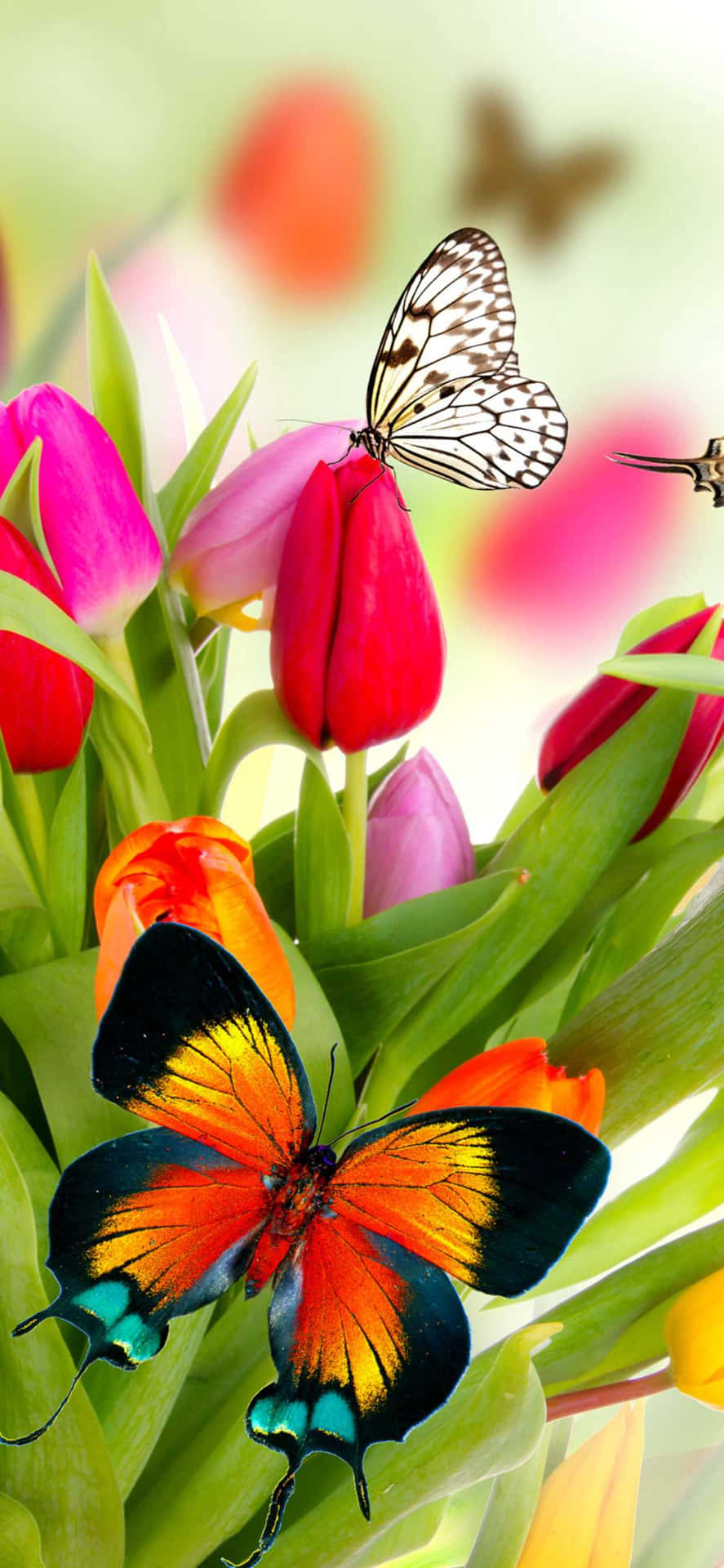 Wallpapers Tulip And Butterflies Free And Customizable Butterfly