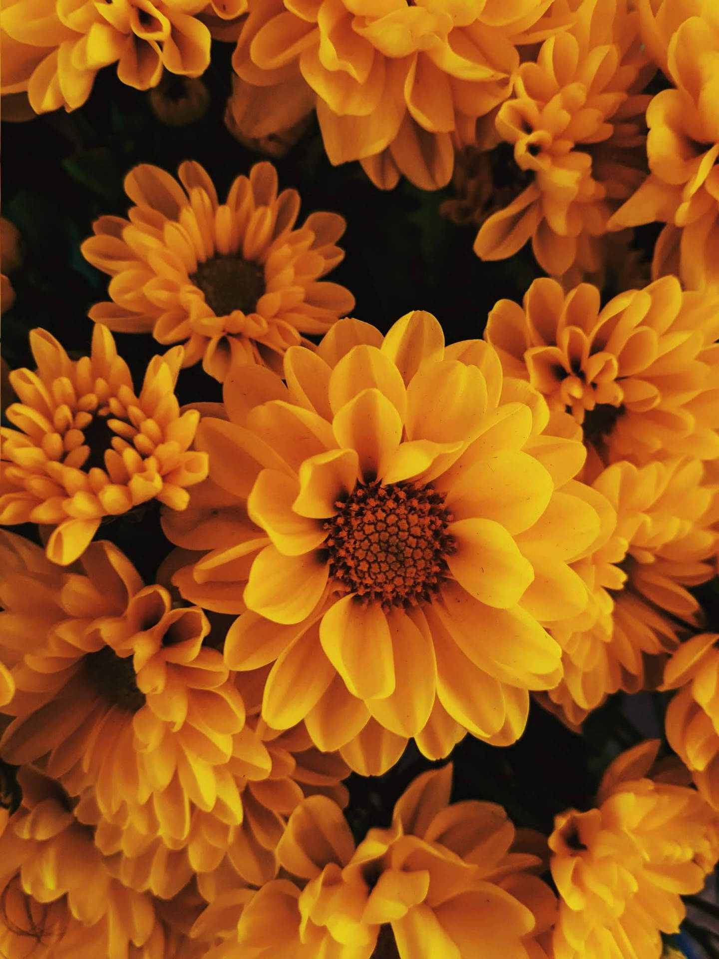 Yellow Flowers Tumblr 34 High Resolution Wallpaper Download Summer