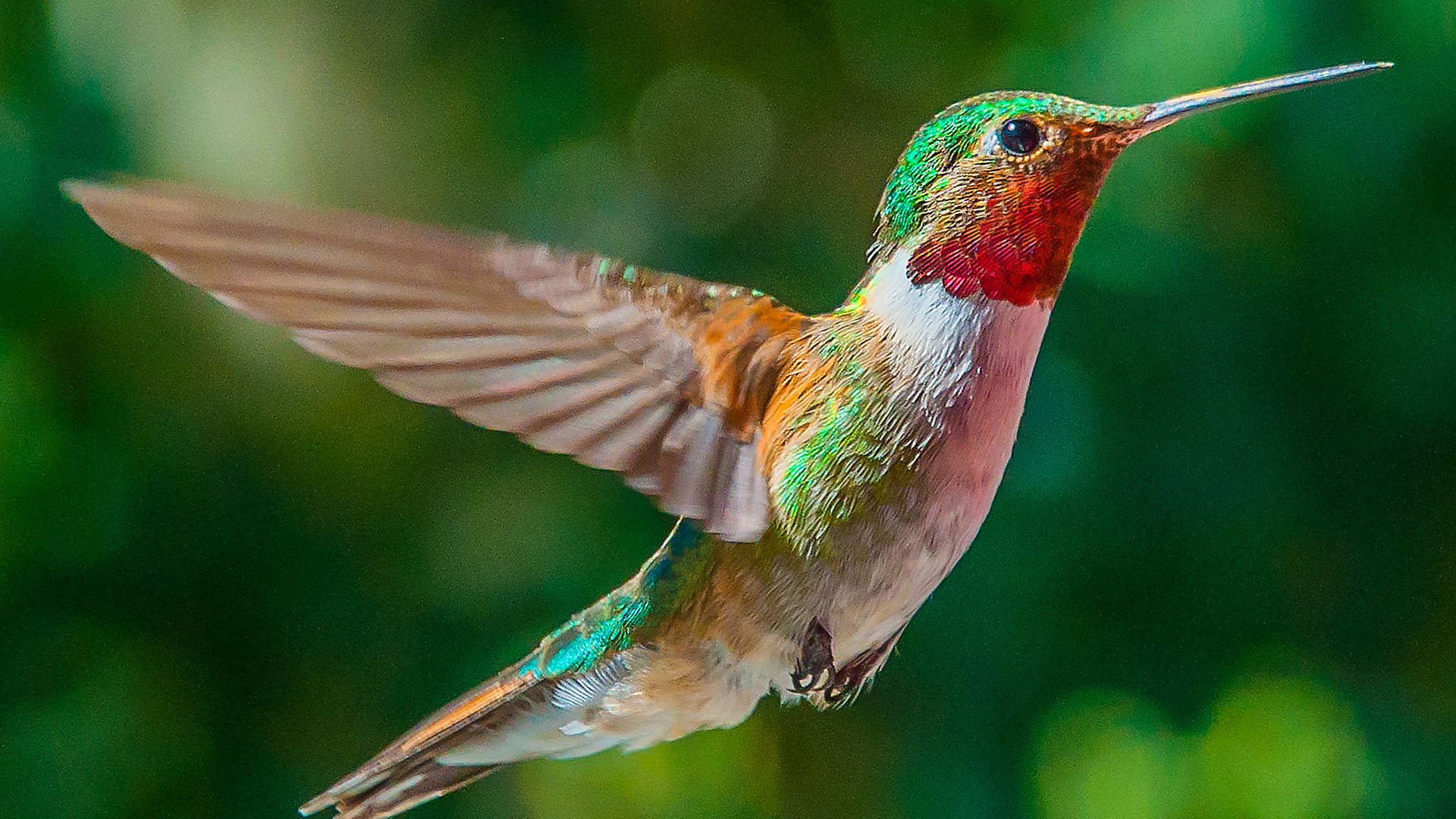 Hummingbird Wallpaper Hd