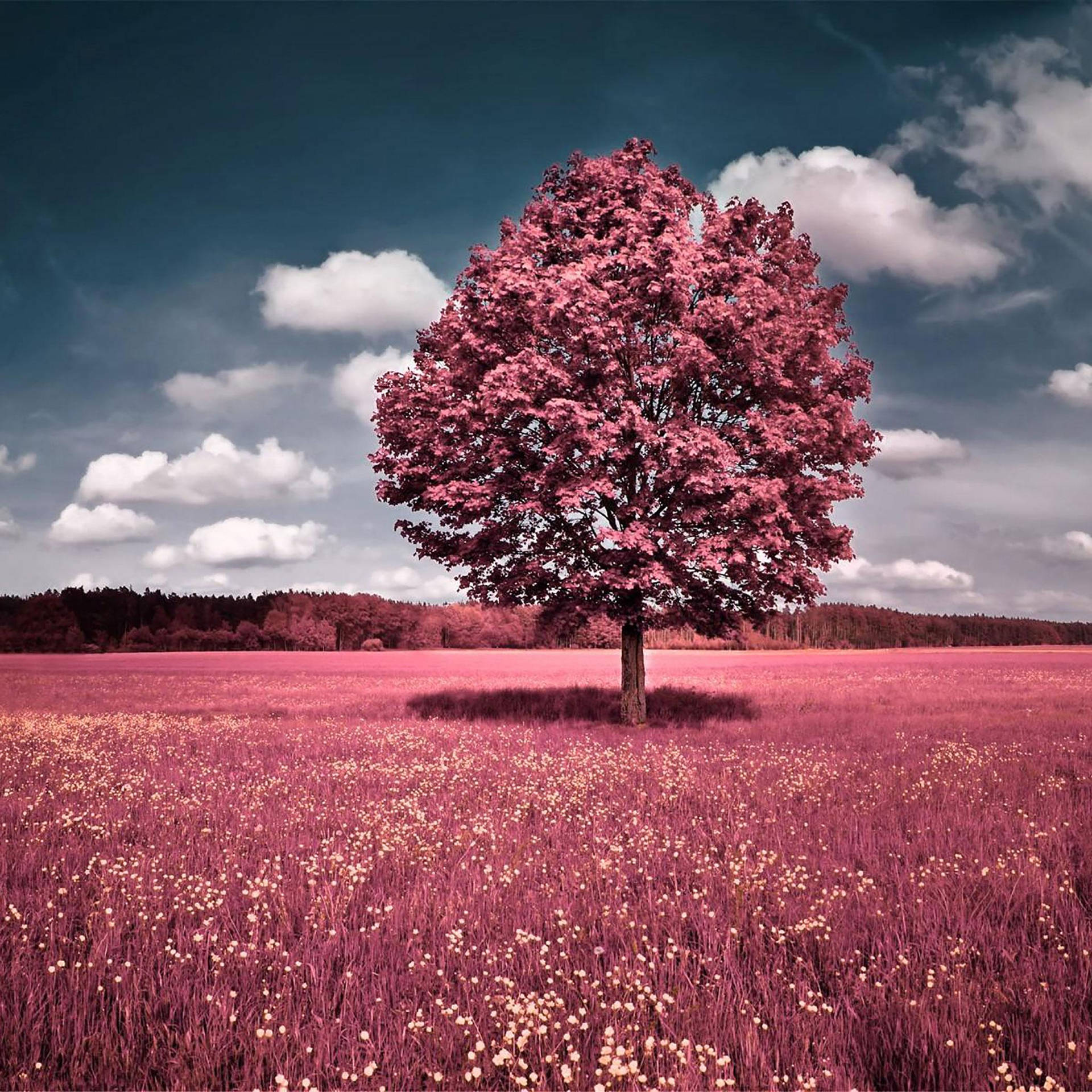 Graceful Pink Tree On Gorgeous Landscape Free Ipad Wallpaper Wallpaper WallpapersOK
