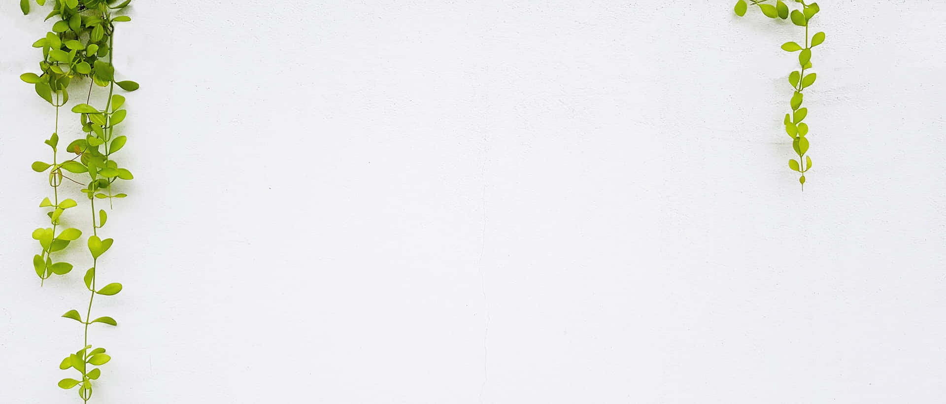 White Vine Design Backgrounds Vintage Vines Porcelain White Floral