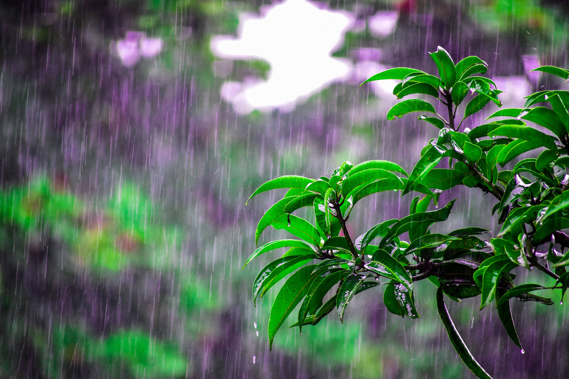 Leafy Branches With Beautiful Rain Wallpaper WallpapersOK