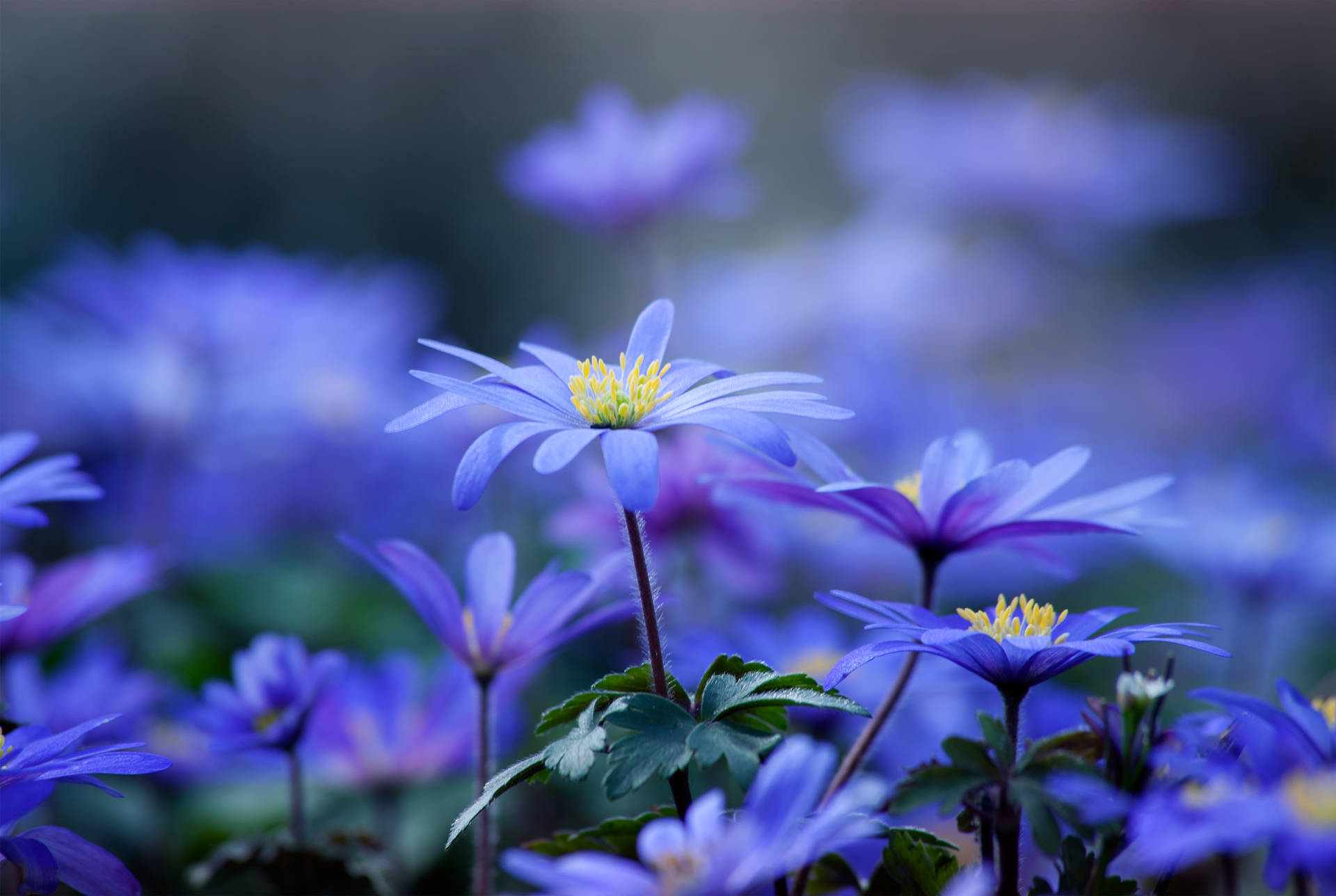 Blue Flower Photography Wallpaper