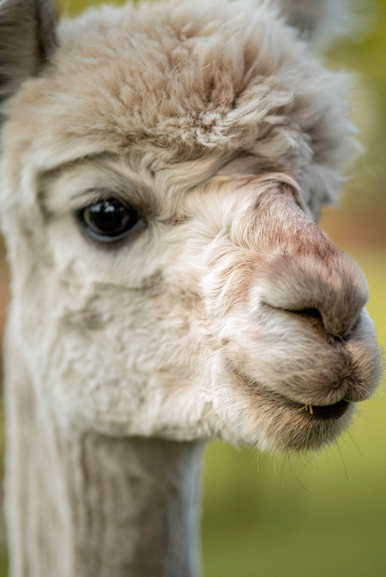 Brown Alpaca Face Brown Alpaca Open Mouth Wallpaper | WallpapersOK