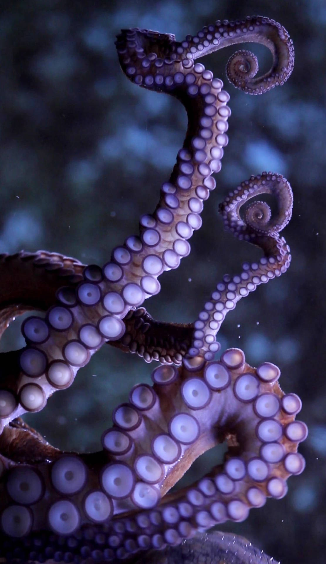 Octopus Tentacles Wallpapers Pictures Monochrome Ink Octopus