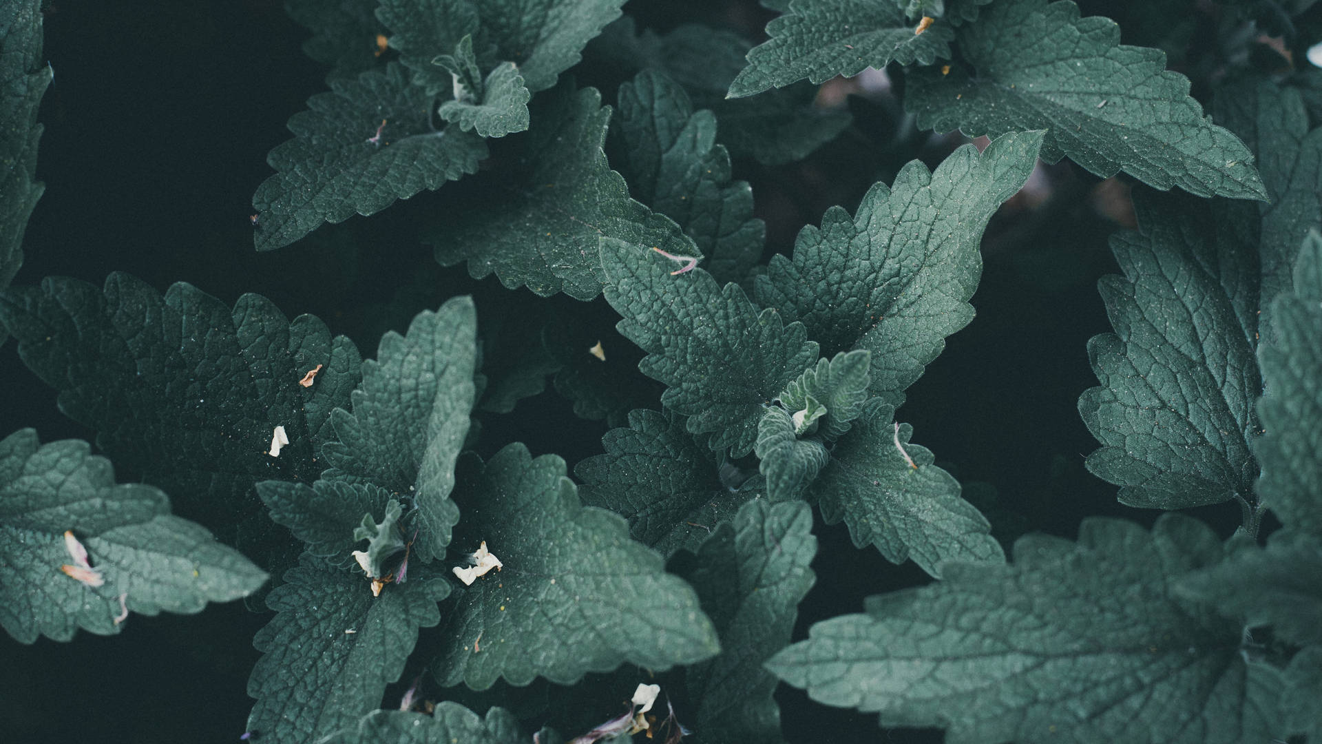 Mint Fullhd Wallpapers