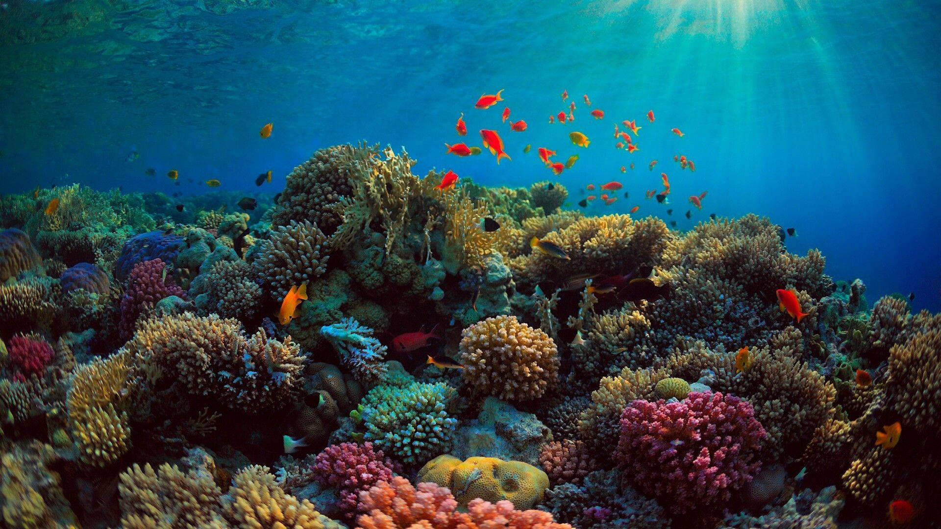 Coral Reef Desktop Backgrounds Coral Reef Background Images – Browse