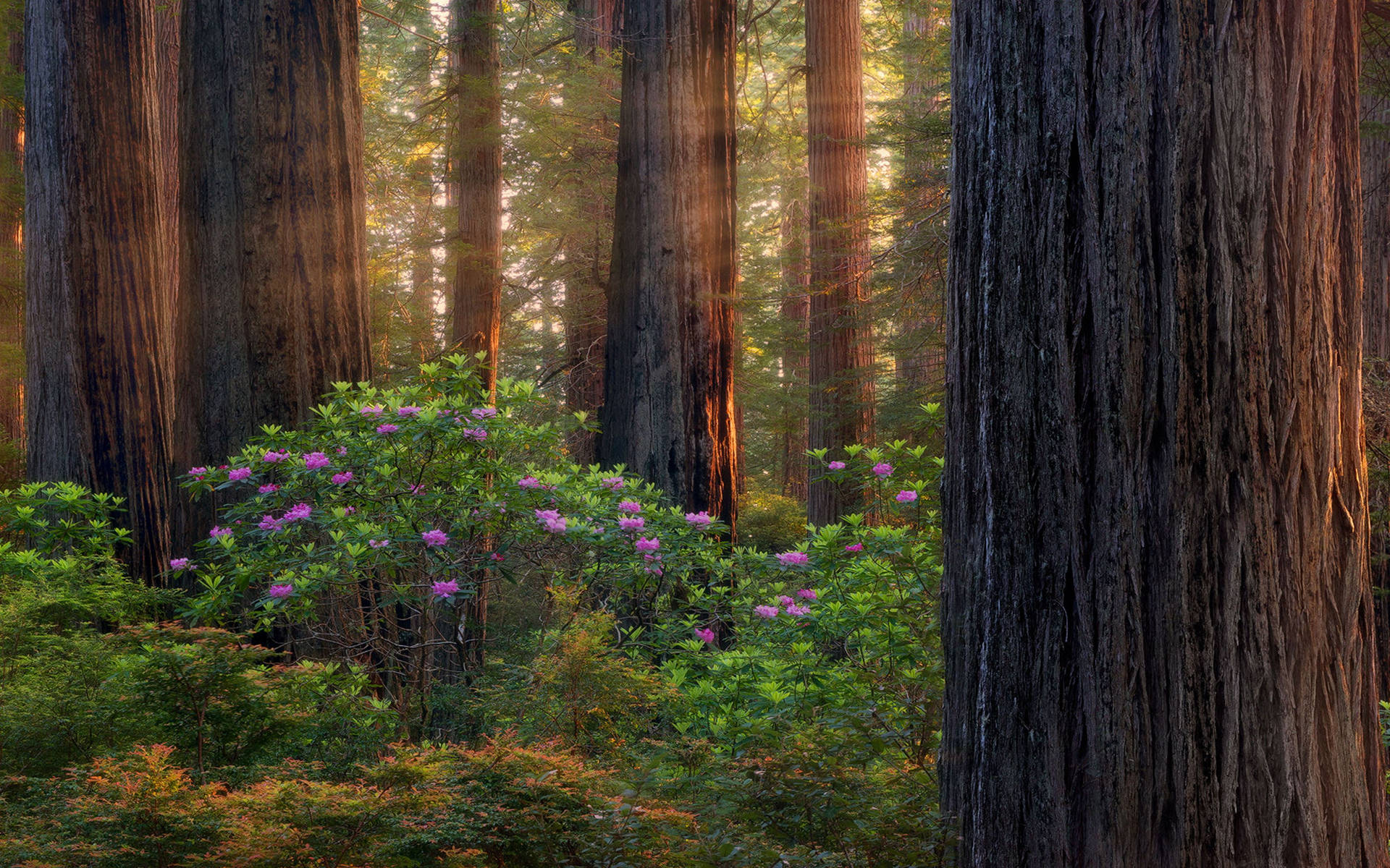 Forest Oregon Wallpaper