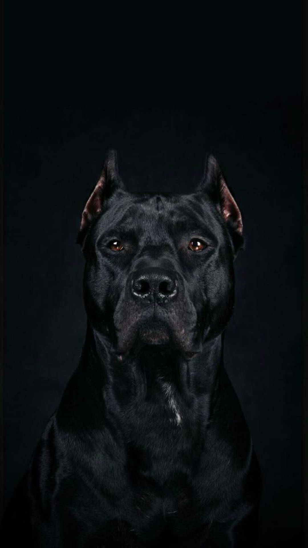 Cane Corso Wallpapers Cane Corso Dog Personality Traits & Facts