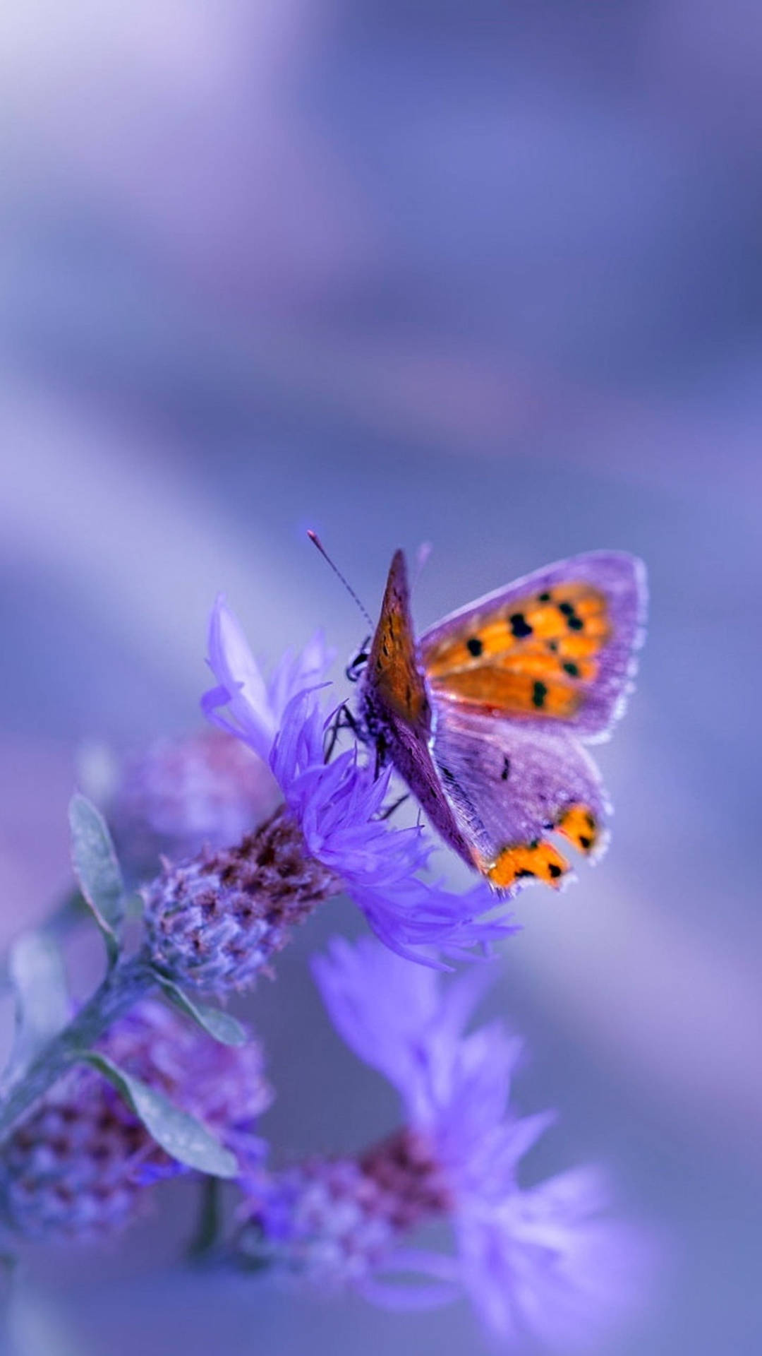 Dot Butterfly Wallpaper Gold Butterfly On Black Wallpaper...By Artist