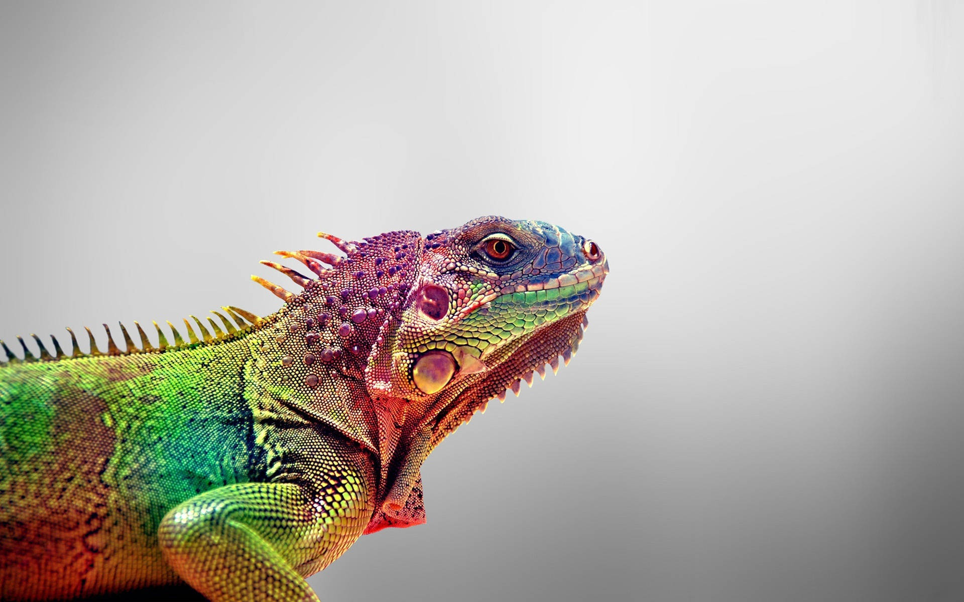Rainbow Iguana