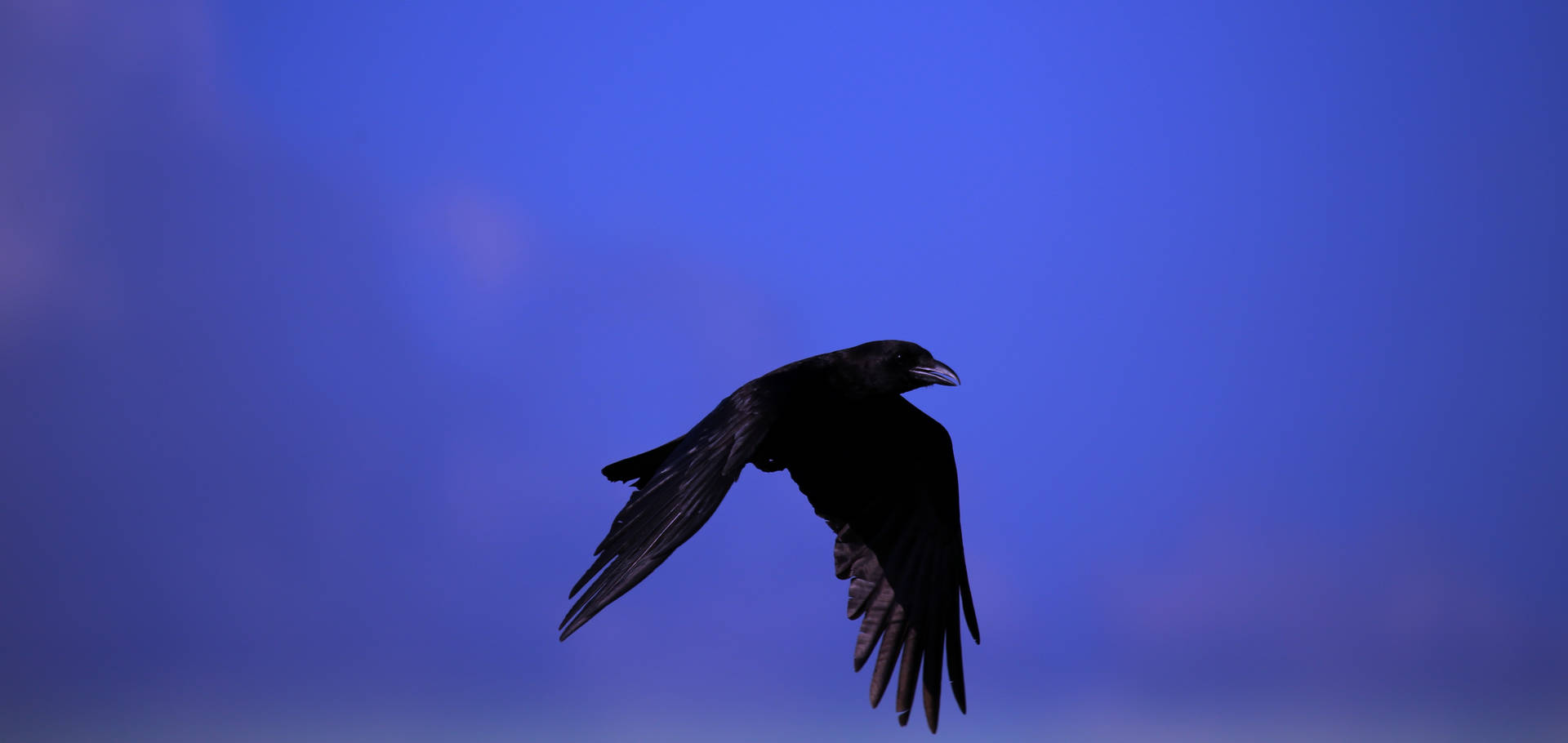 Raven Flying Wallpaper Hd Black Raven In Flight Over The Autumn