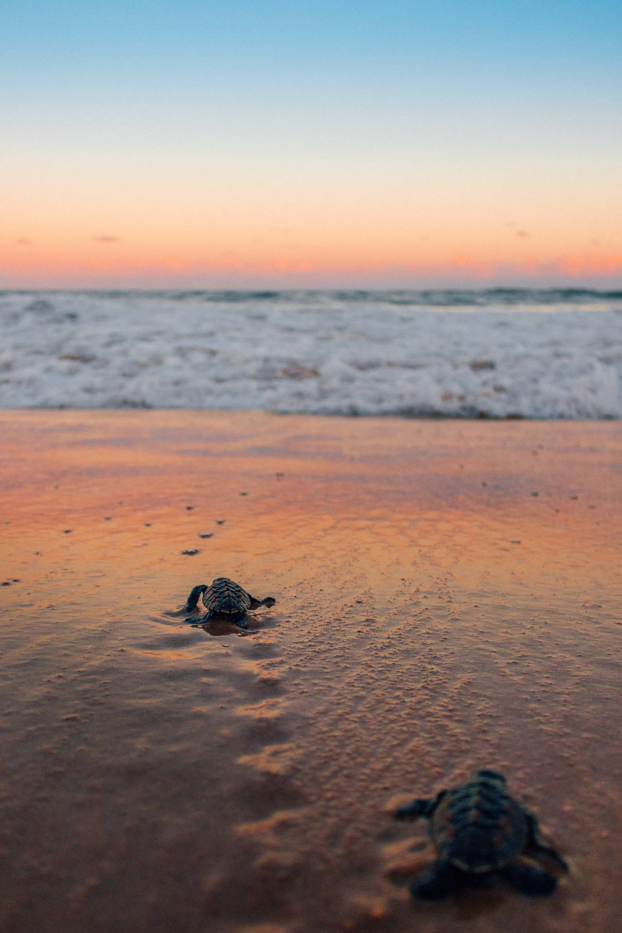 Beach Sunset Sea Turtle Desktop Wallpaper 11 Amazing Facts About Sea