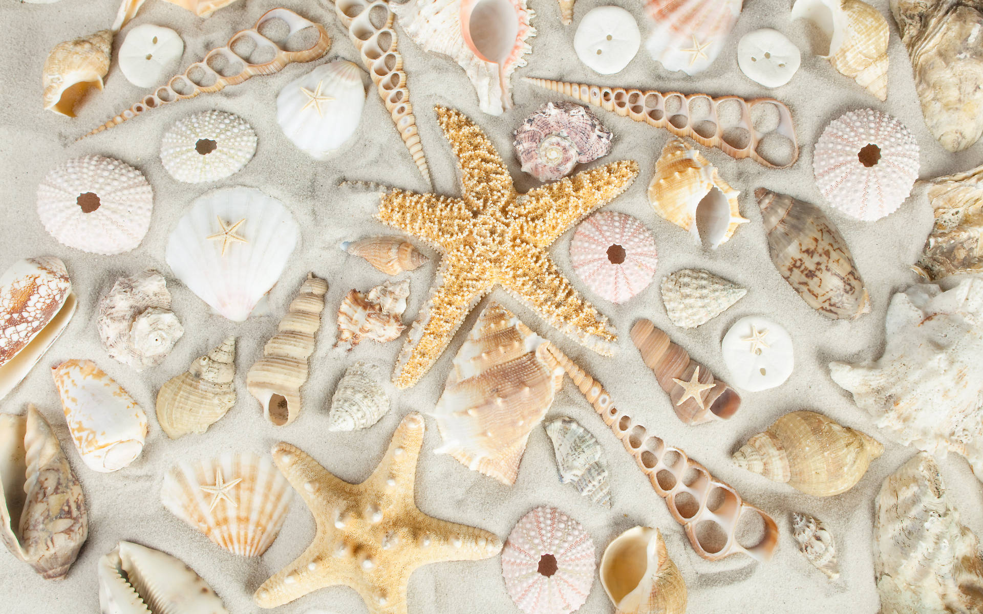 Shells And Sand Wallpapers Shell Wallpaper