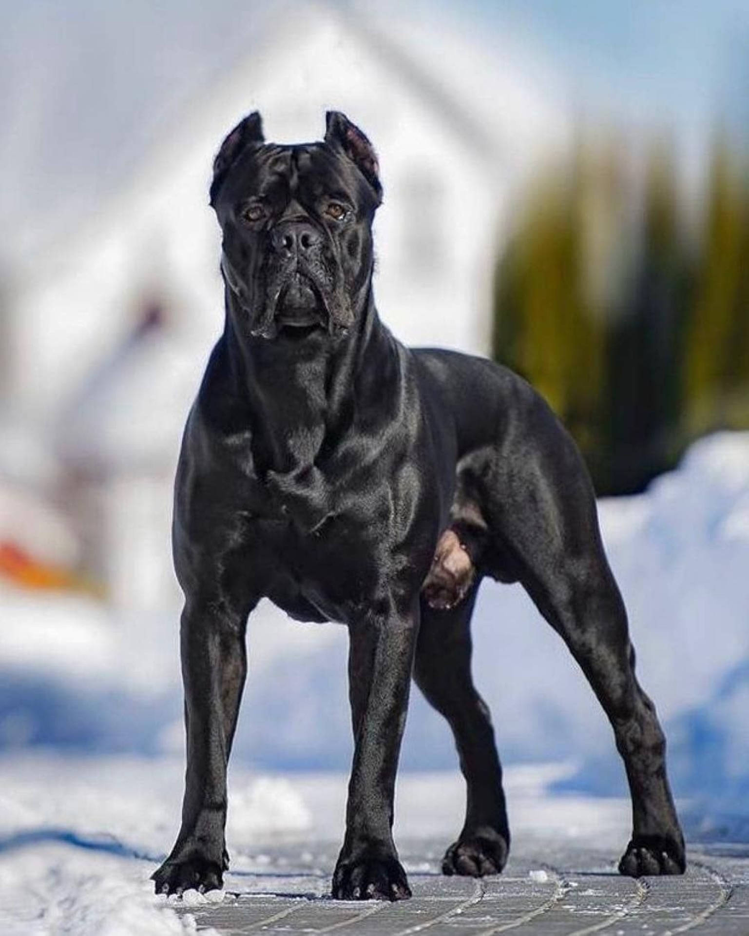 Cane Corso Black Wallpaper