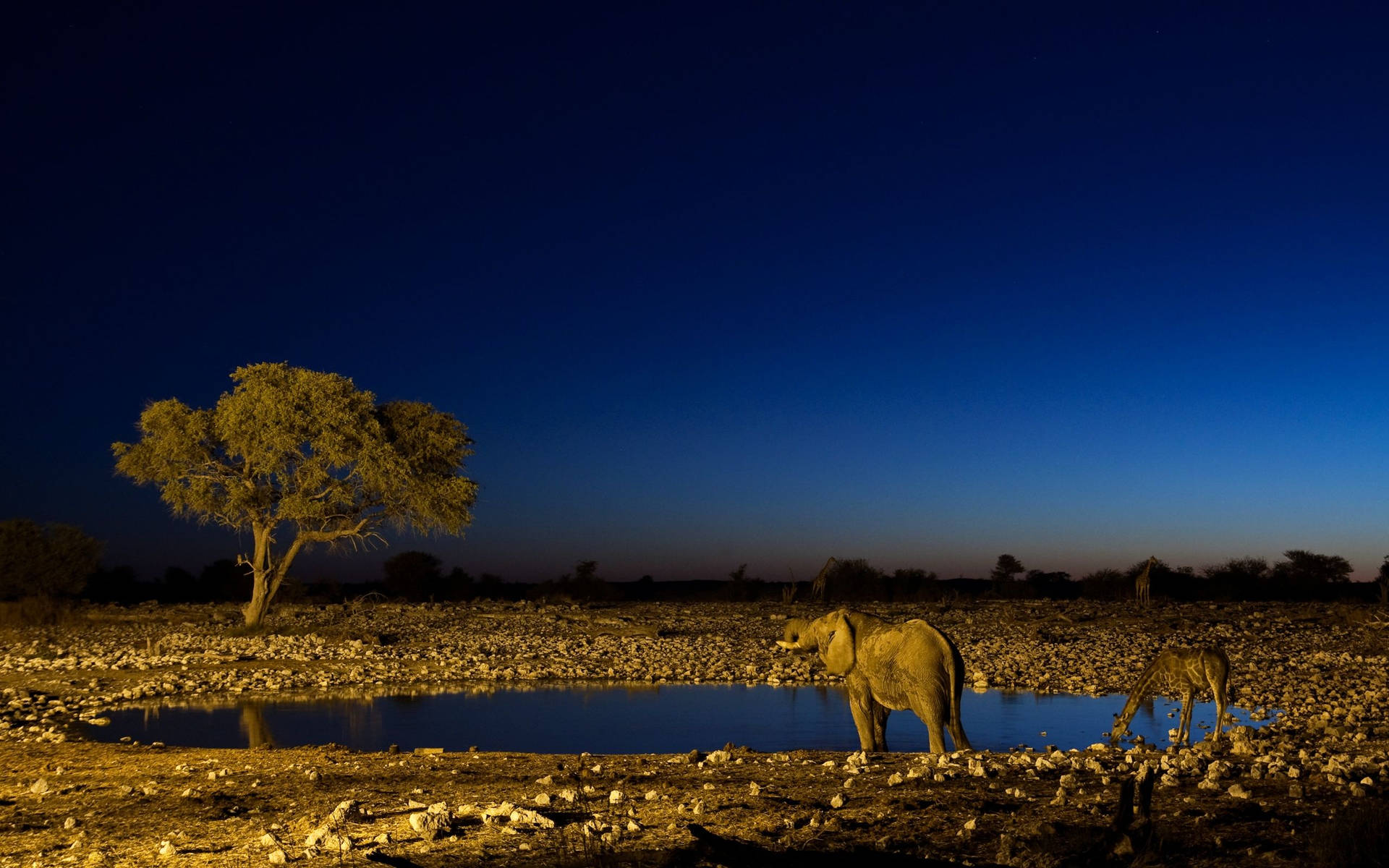 Africa Night Life Wallpaper Wallpaper Night, Lights, South Africa,