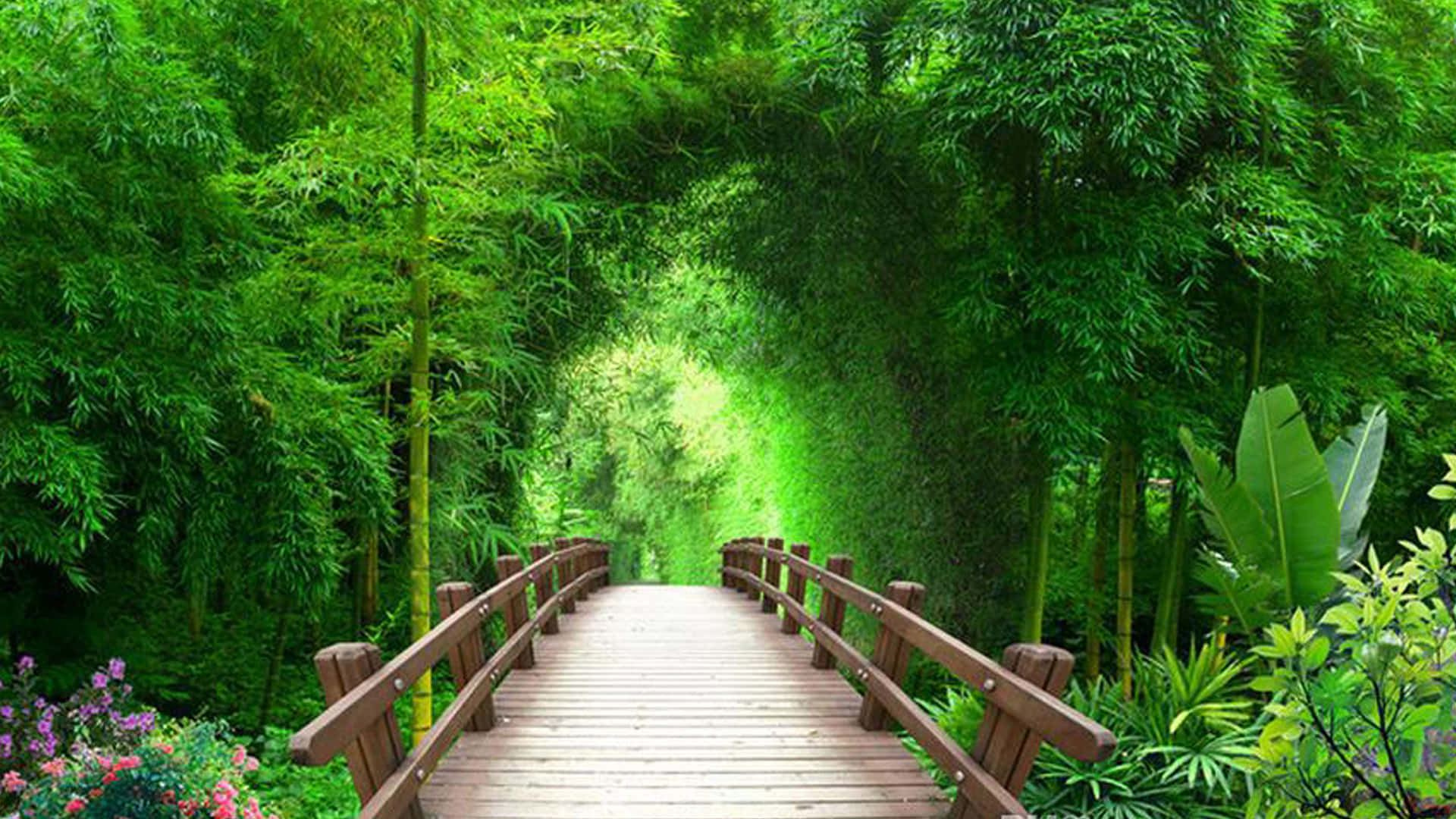 Chinese Bamboo Tree Wallpaper