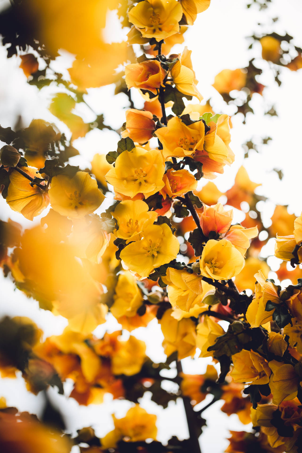 Yellow Flowers Tumblr 34 High Resolution Wallpaper Download Summer