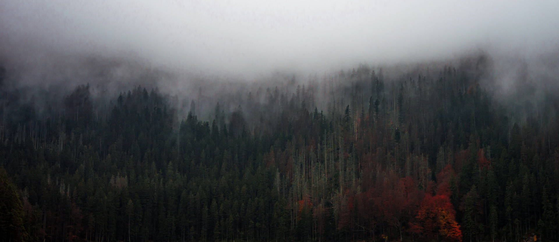 Misty Forest Wallpapers 4k 100,000+ Free Foggy Forest & Forest Images