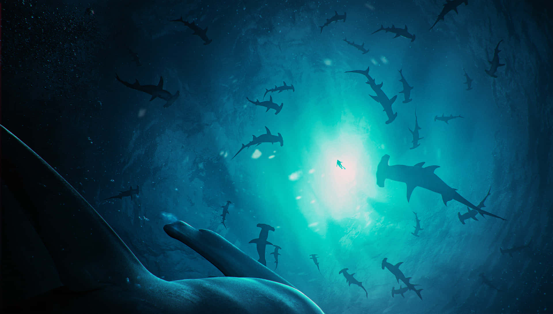 Hammerhead Shark Wallpapers | WallpapersOK