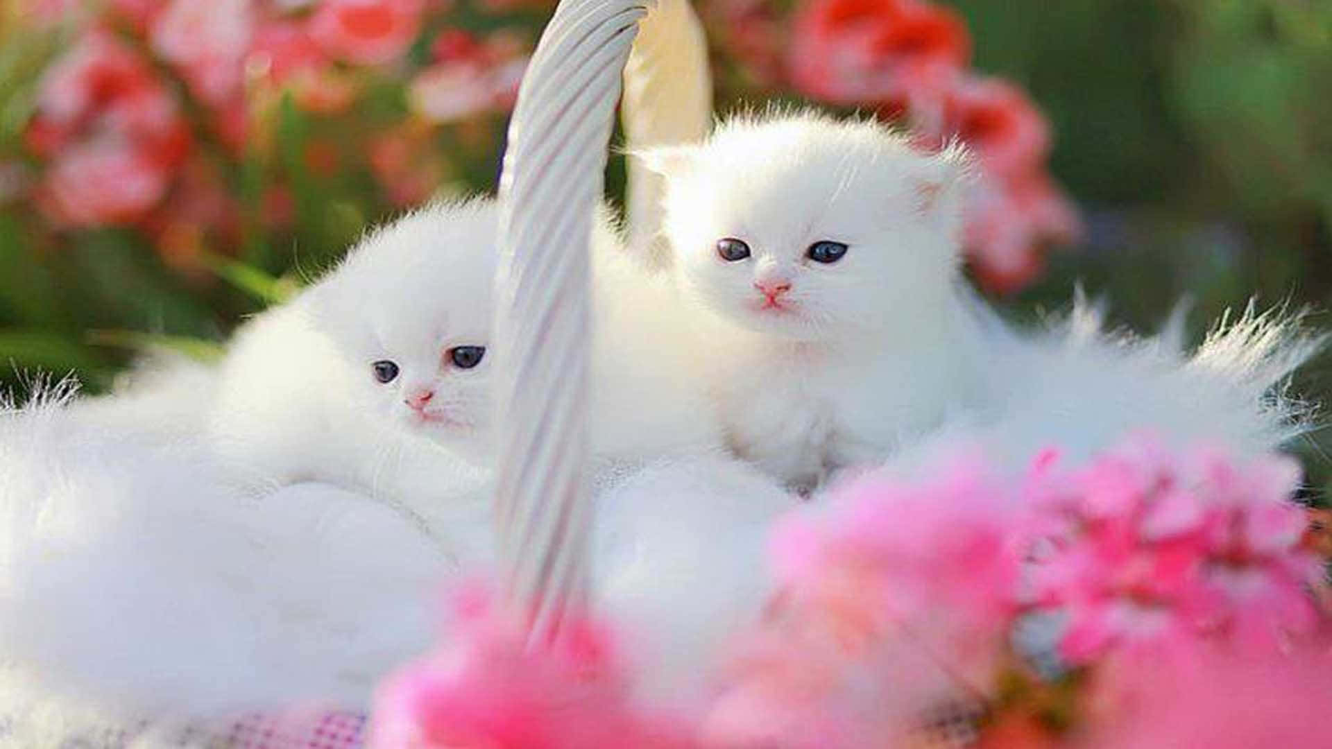 So Cute Animals Wallpaper