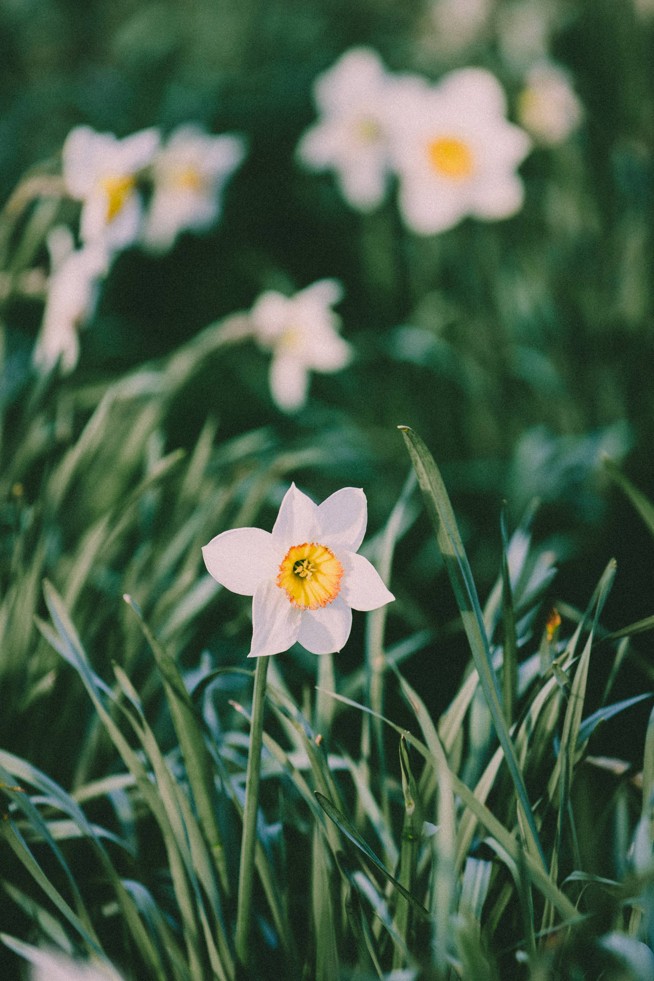 Wild White Daffodils Wallpaper WallpapersOK