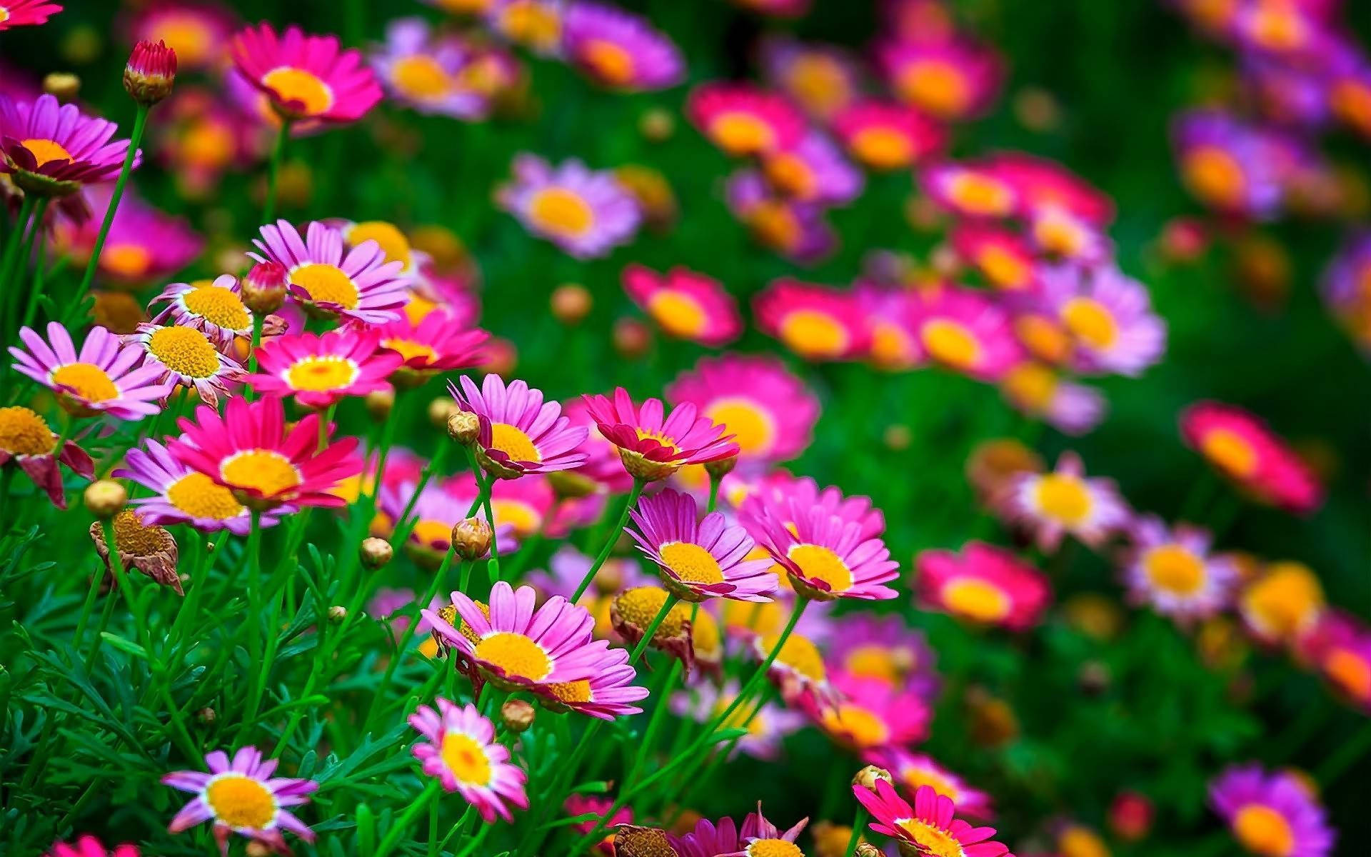 World s Most Beautiful Flowers Colourful Daisies Wallpaper WallpapersOK