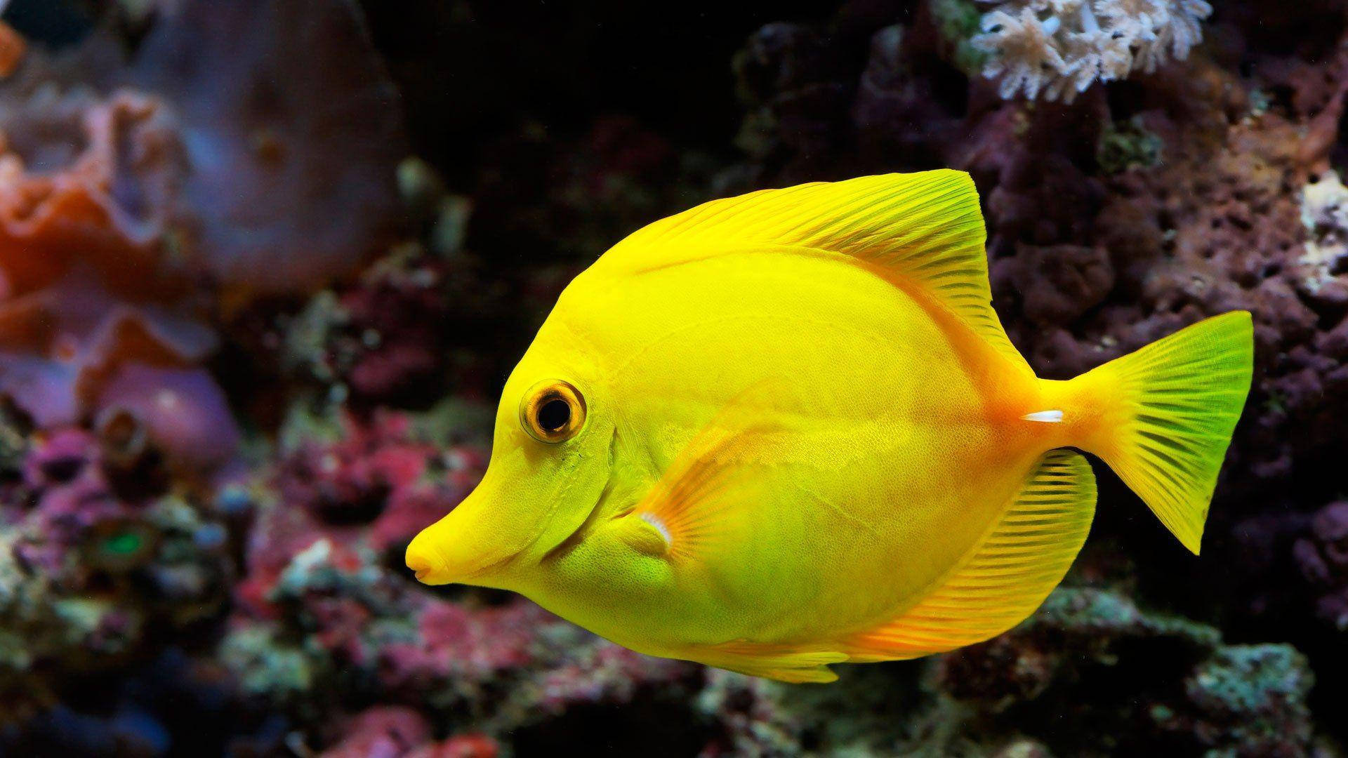 Cute Fish Wallpaper Yellow Page 3 | Exquisite Yellow Fish Images