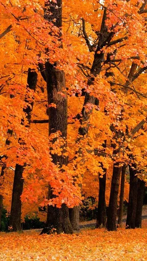 Fall Aesthetic Iphone Single Maple Leaf Wallpaper WallpapersOK