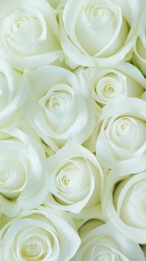 Aesthetic White Rose Flower Wallpaper WallpapersOK