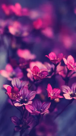 Whatsapp Chat Nature Wallpaper WallpapersOK